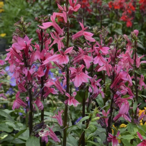 Black Friday Special: Trusted 'Starship Deep Rose' Cardinal Flower ...